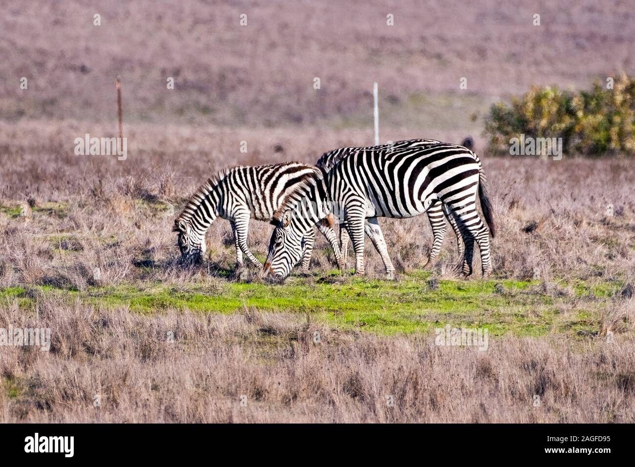 Hearst Castle Animals