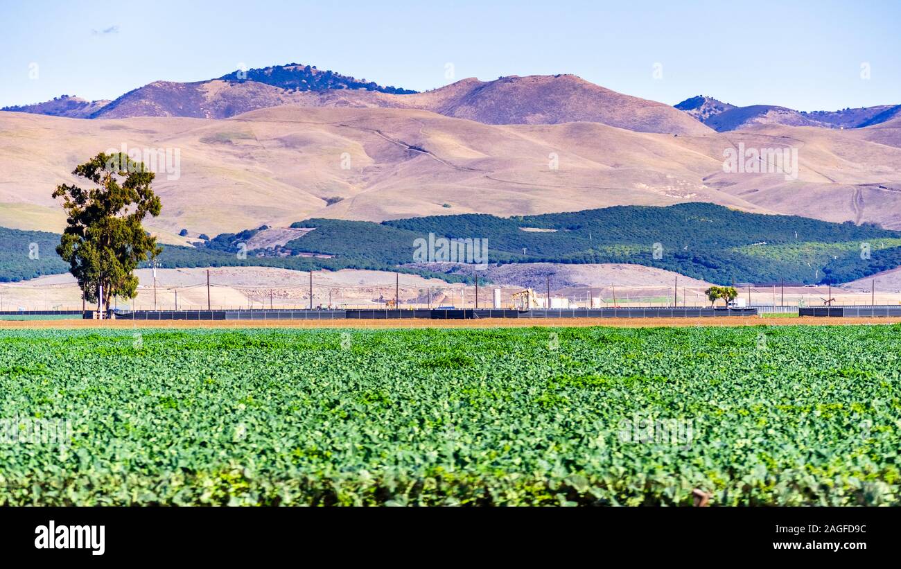 Crop production citrus hi-res stock photography and images - Alamy