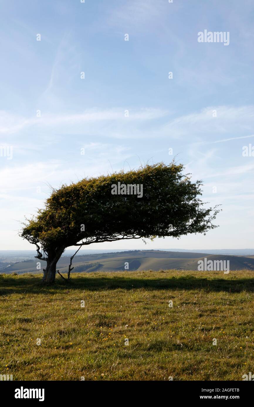 View across to Mount Caburn from Beddingham Hill, South Downs, Sussex ...