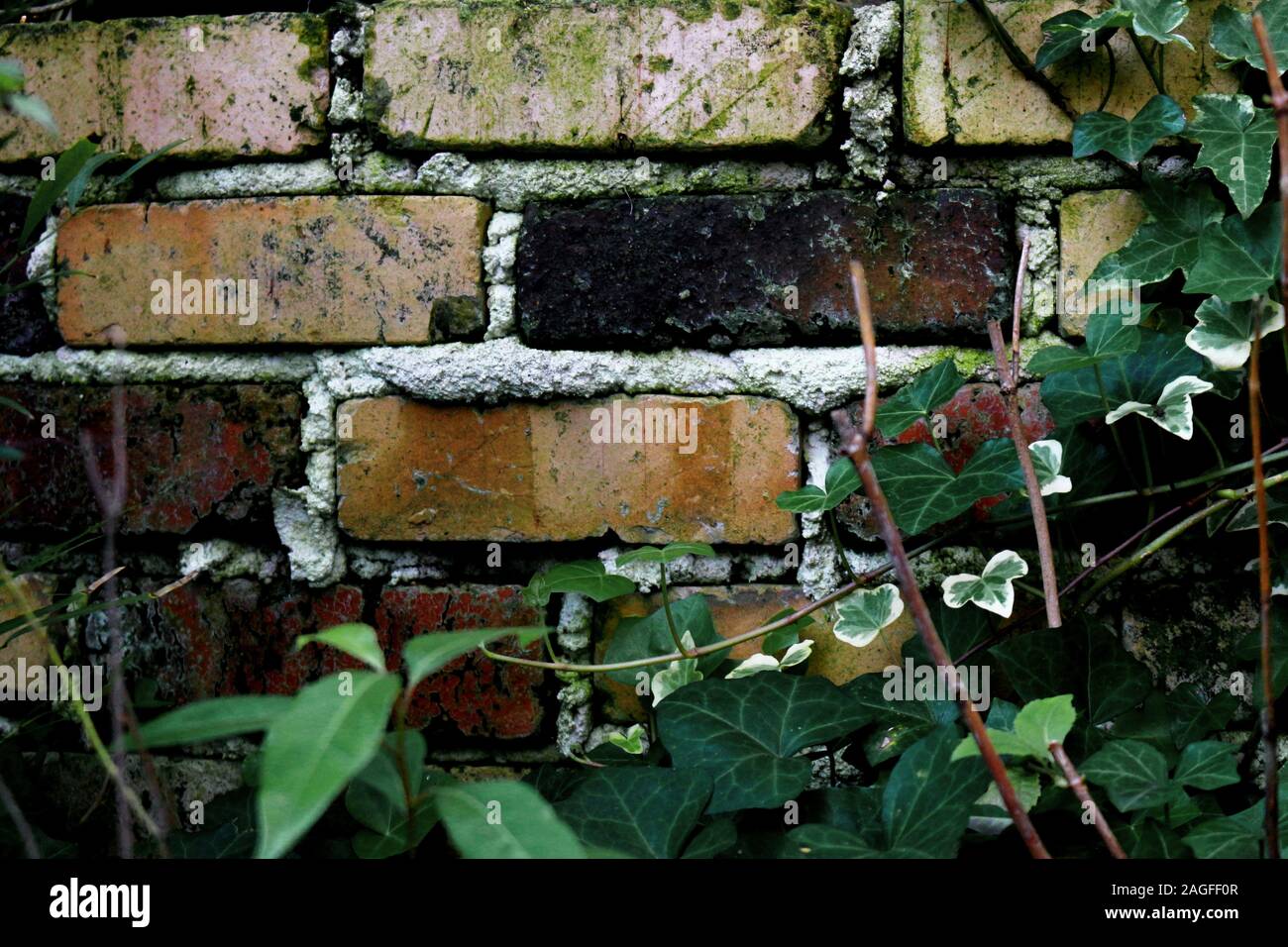 Dim garden brick wall and ivy Stock Photo - Alamy