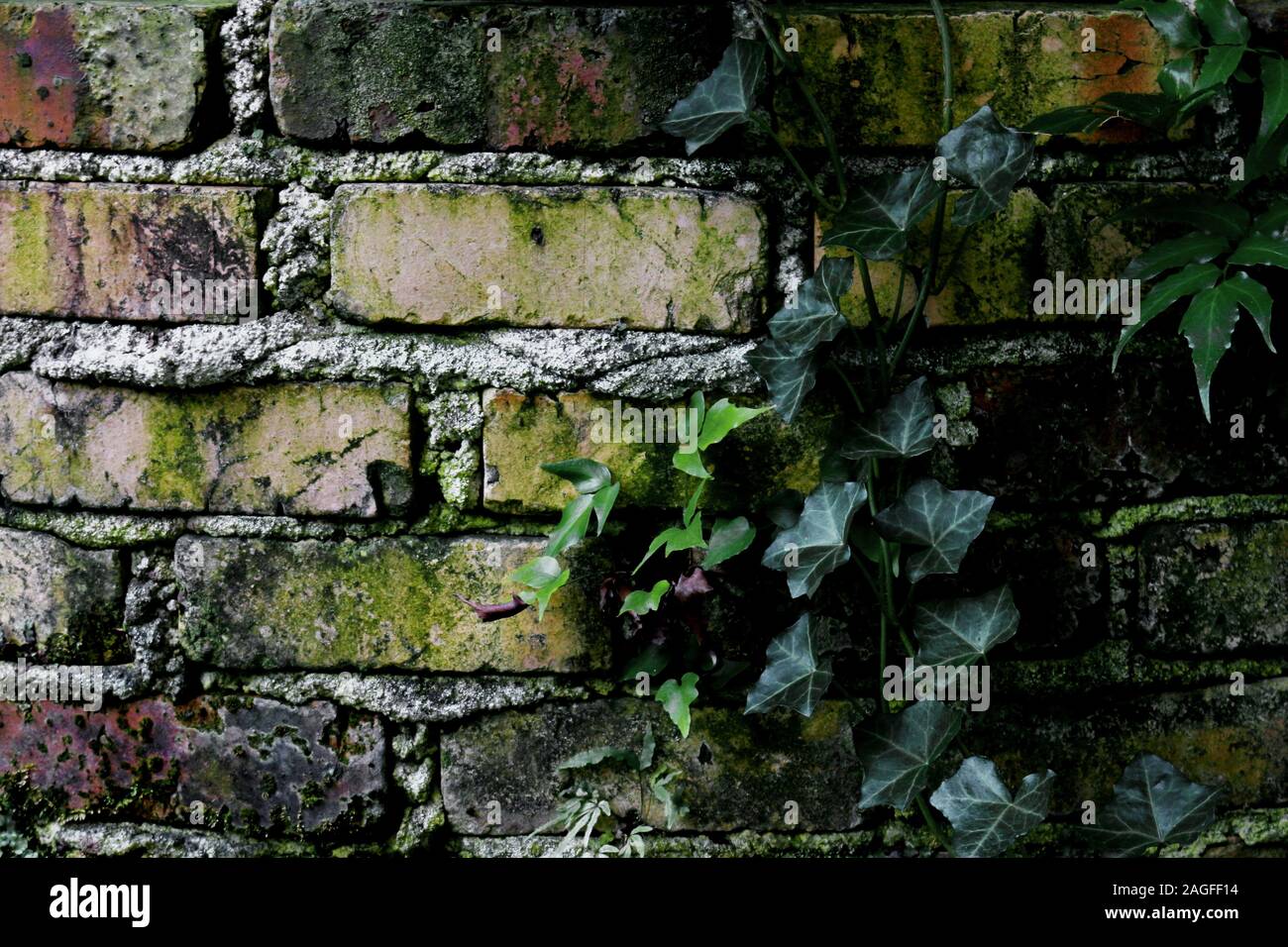Dim garden brick wall and ivy Stock Photo - Alamy