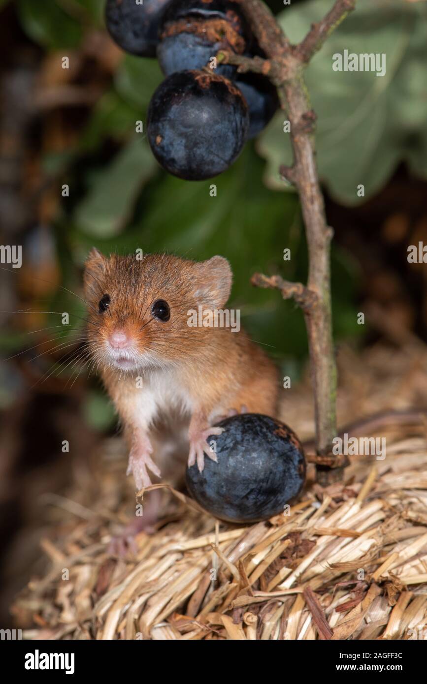 A portrait of a small harvest mouse just pulled a blueberry from the ...