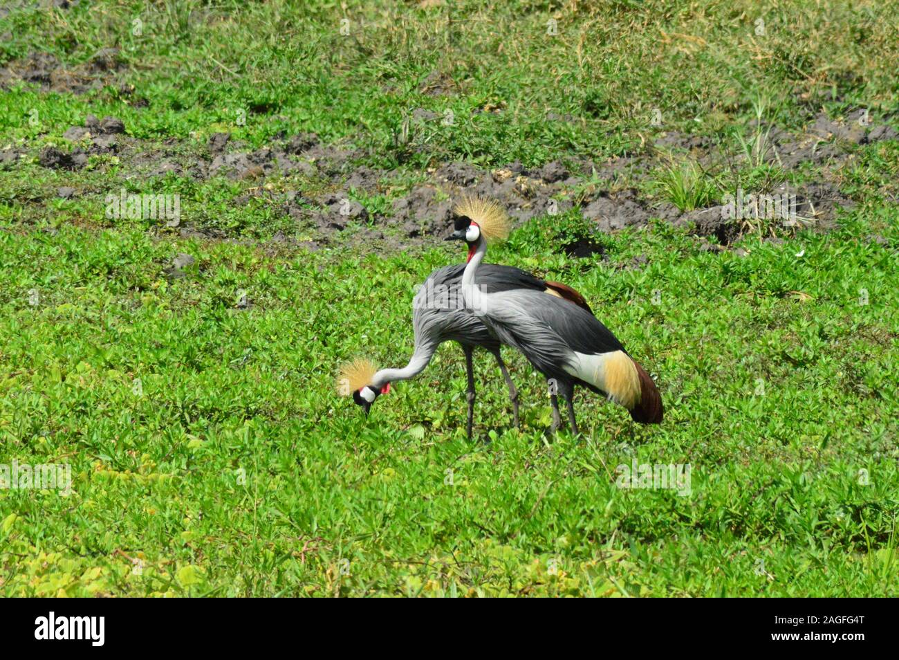 Crested Cranes grazing in a field in Western Uganda. The Crested Crane ...