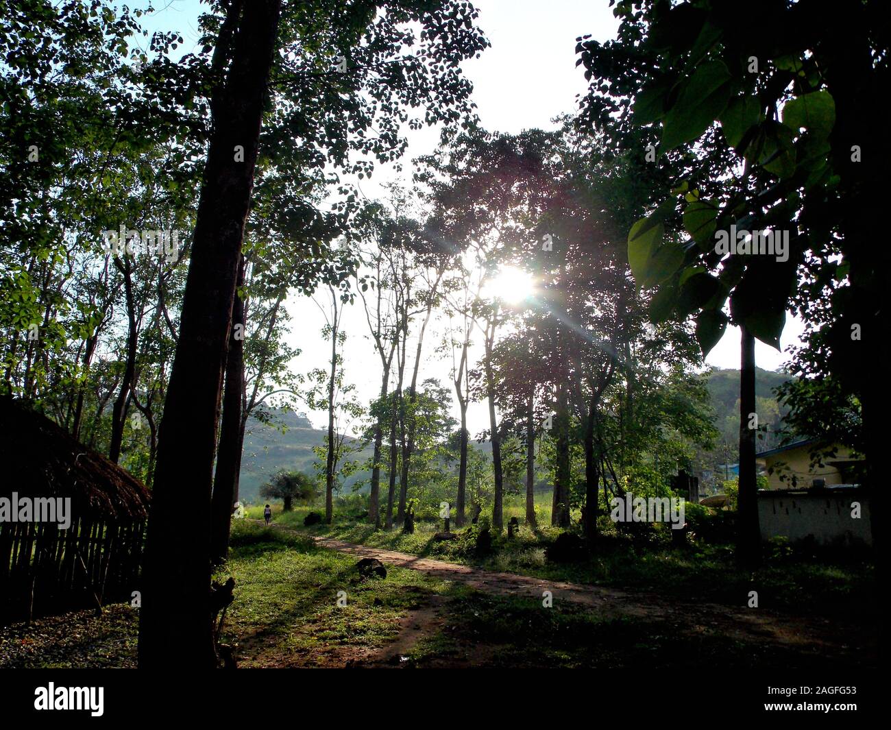 Sunlight through the tall trees in forest in Makeni, Sierra Leone Stock ...