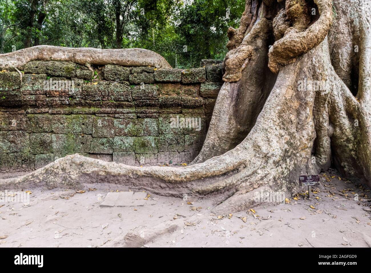 Ta Prohm Temple also known as Tomb Raider Temple Cambodia - ancient ...