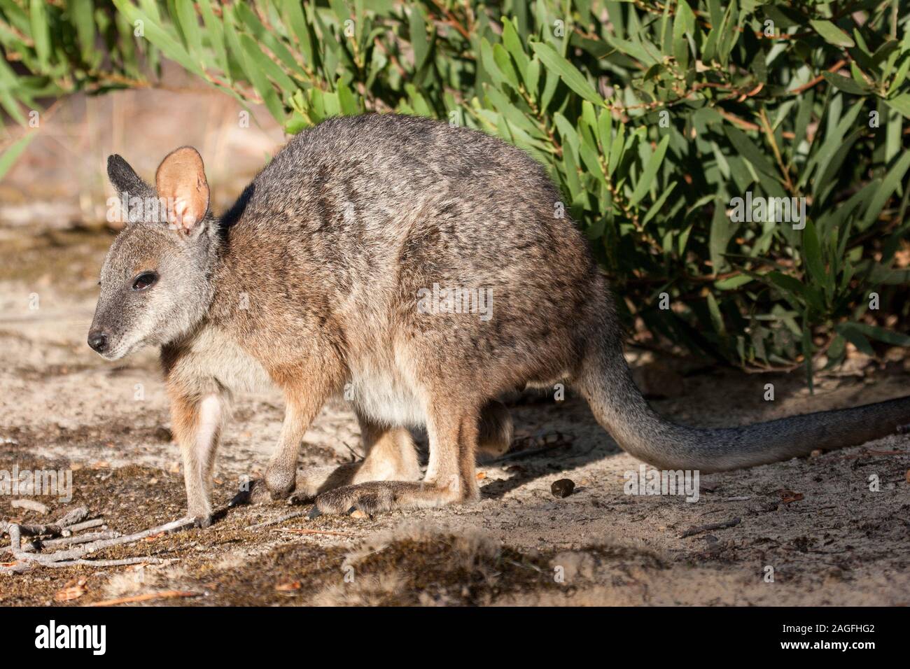 Tammar hi-res stock photography and images - Alamy
