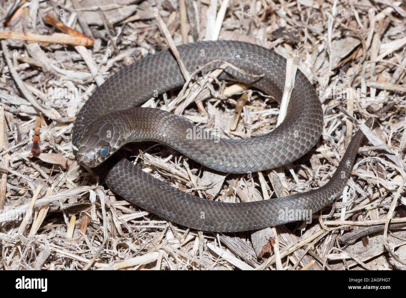 Pygmy copperhead hi-res stock photography and images - Alamy