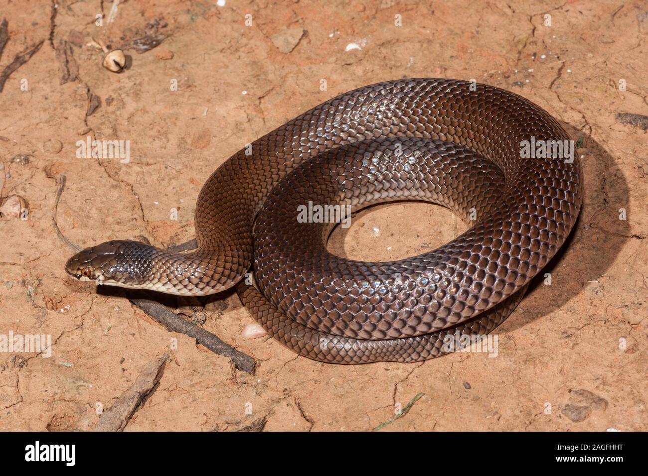 Suta suta snake hi-res stock photography and images - Alamy