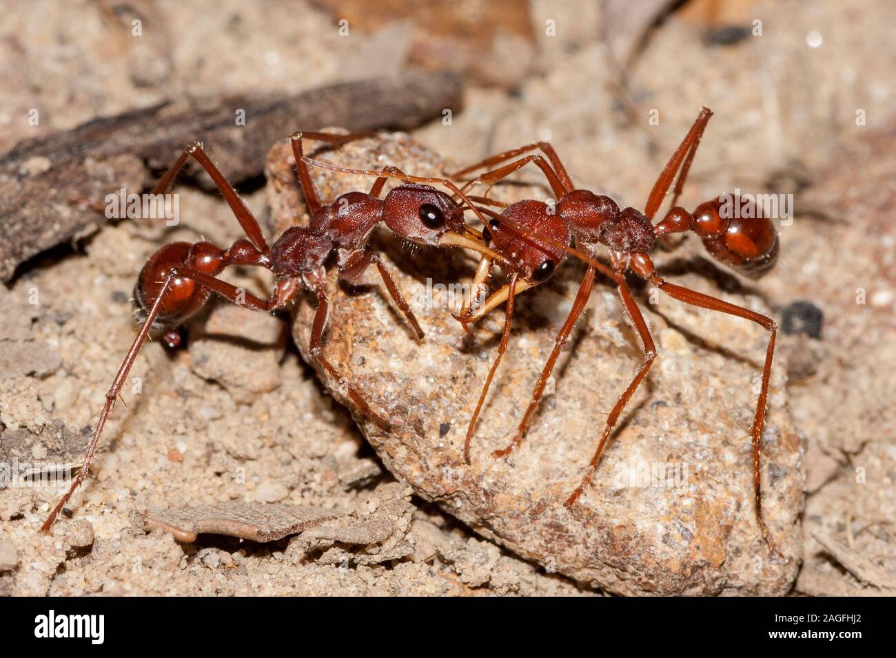 Bull Ants fighting in territory dispute Stock Photo - Alamy