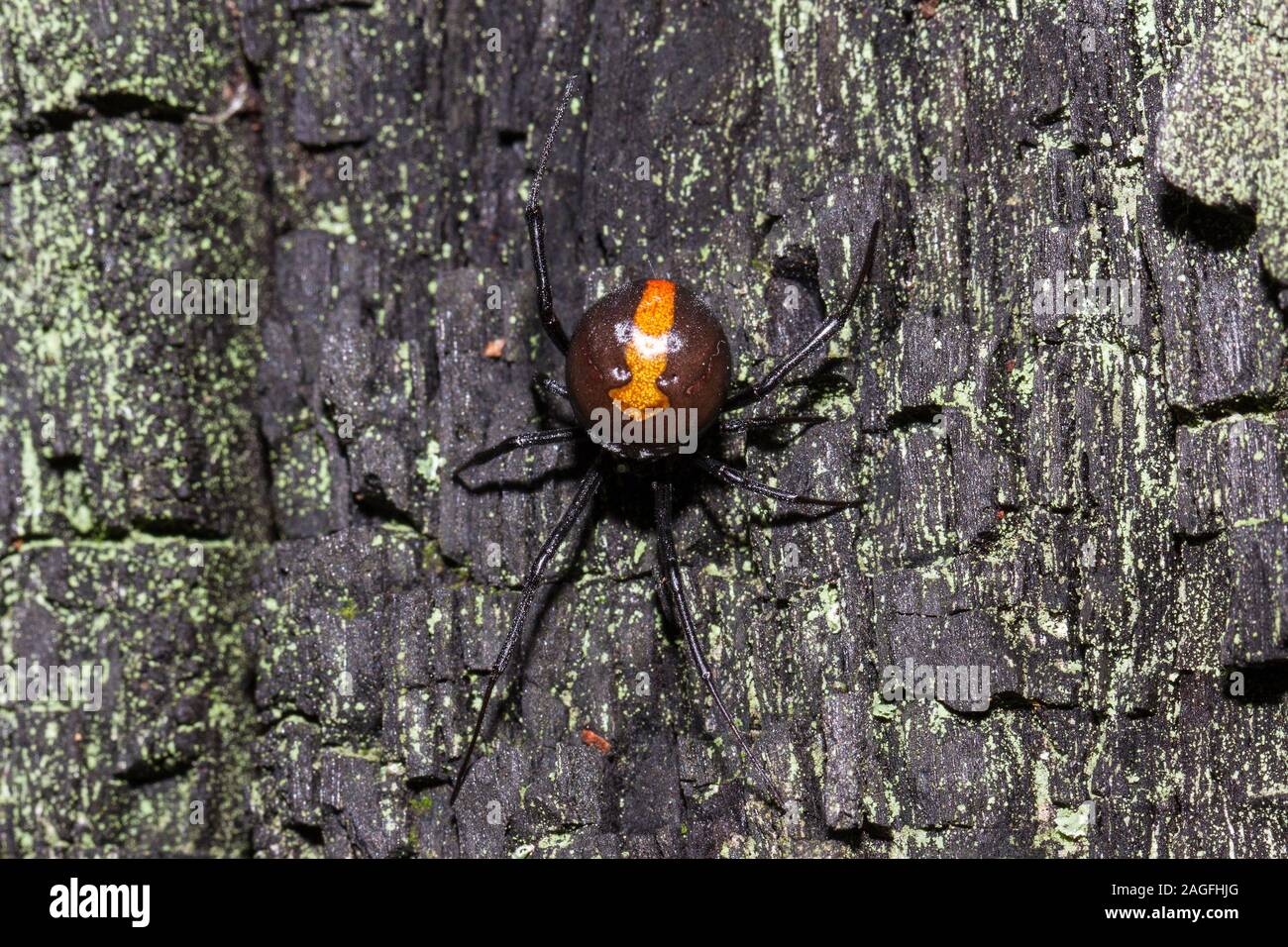Australian Redback Black Widow High Resolution Stock Photography and ...