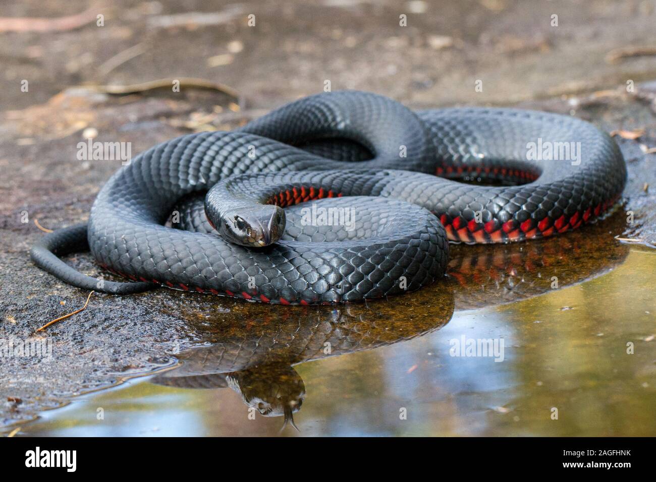 Red-bellied Black Snake Stock Photo - Alamy