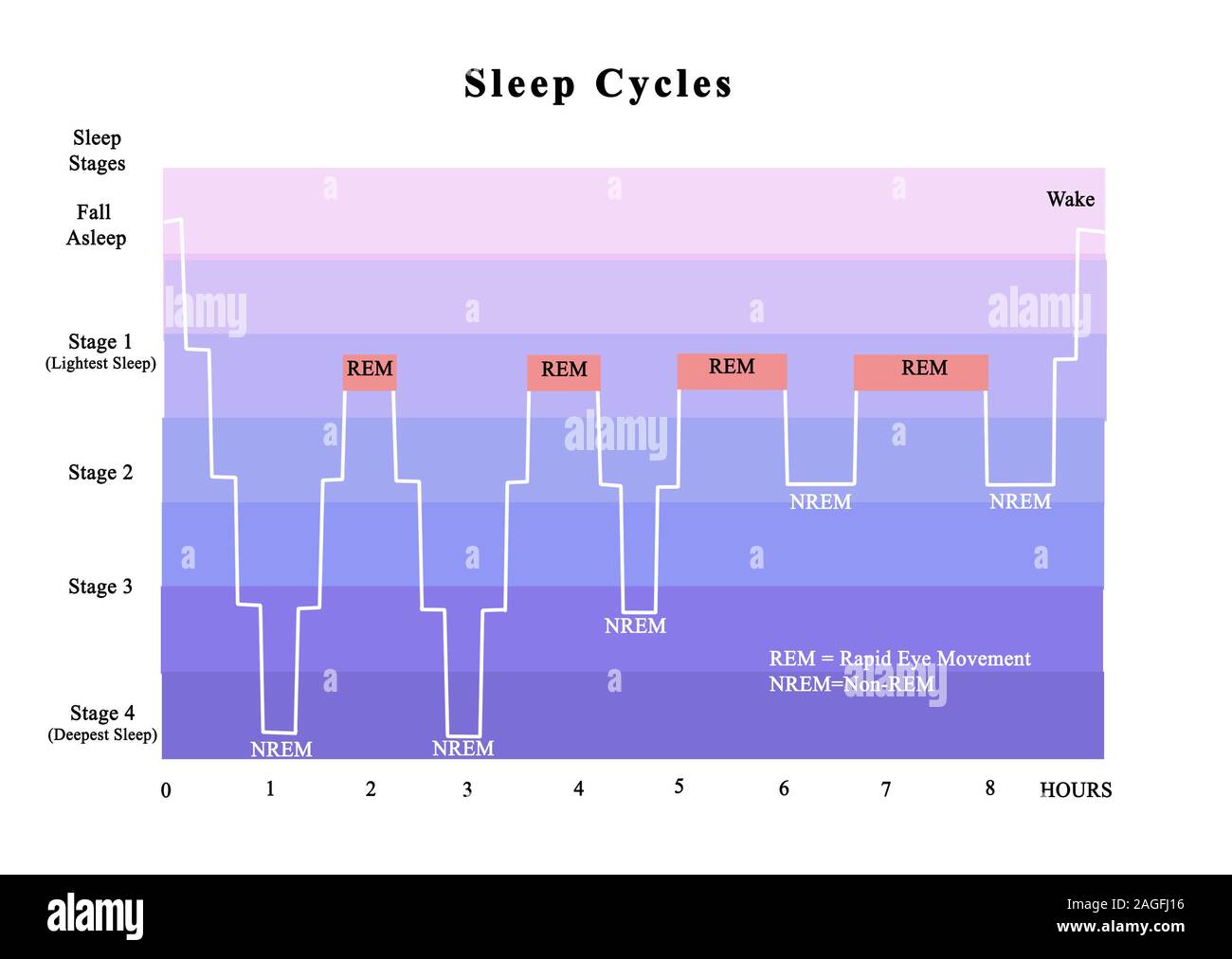 Stages Of Nrem