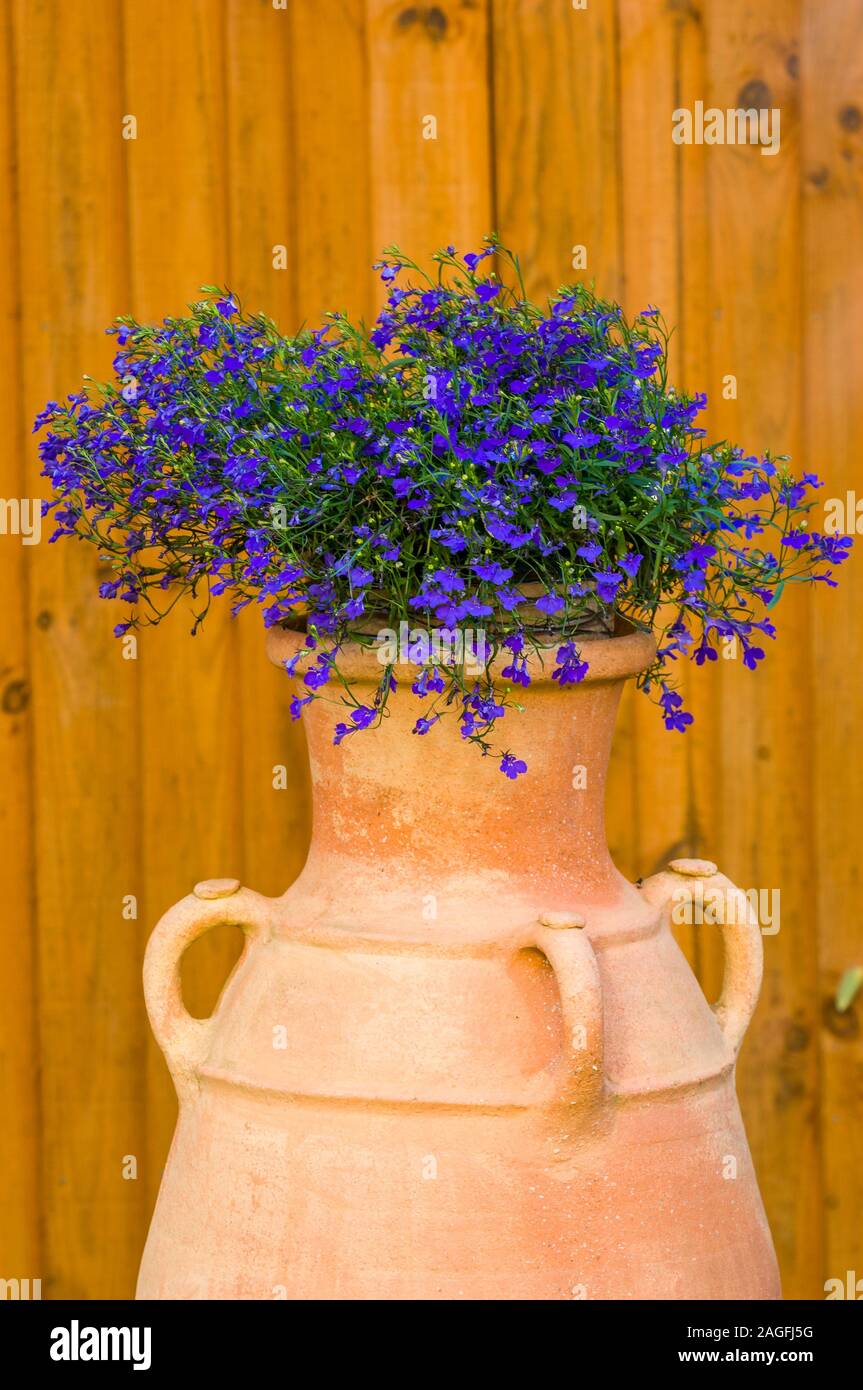 blue lobelia flowers in terracotta pot in garden,england,uk Stock Photo ...