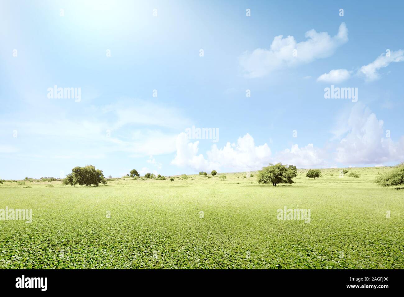 Green grass field with trees and blue sky background Stock Photo - Alamy