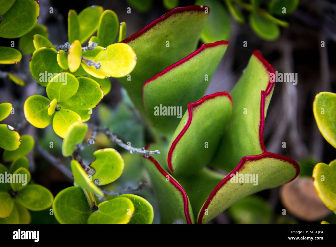 Fynbos vegetation, close up of a green succulent with red border, South ...