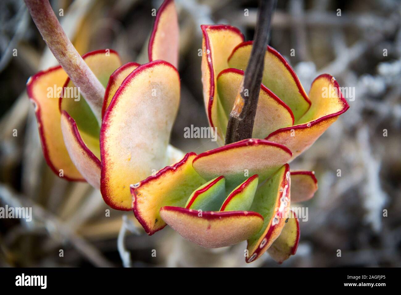 Vegetation border hi-res stock photography and images - Alamy