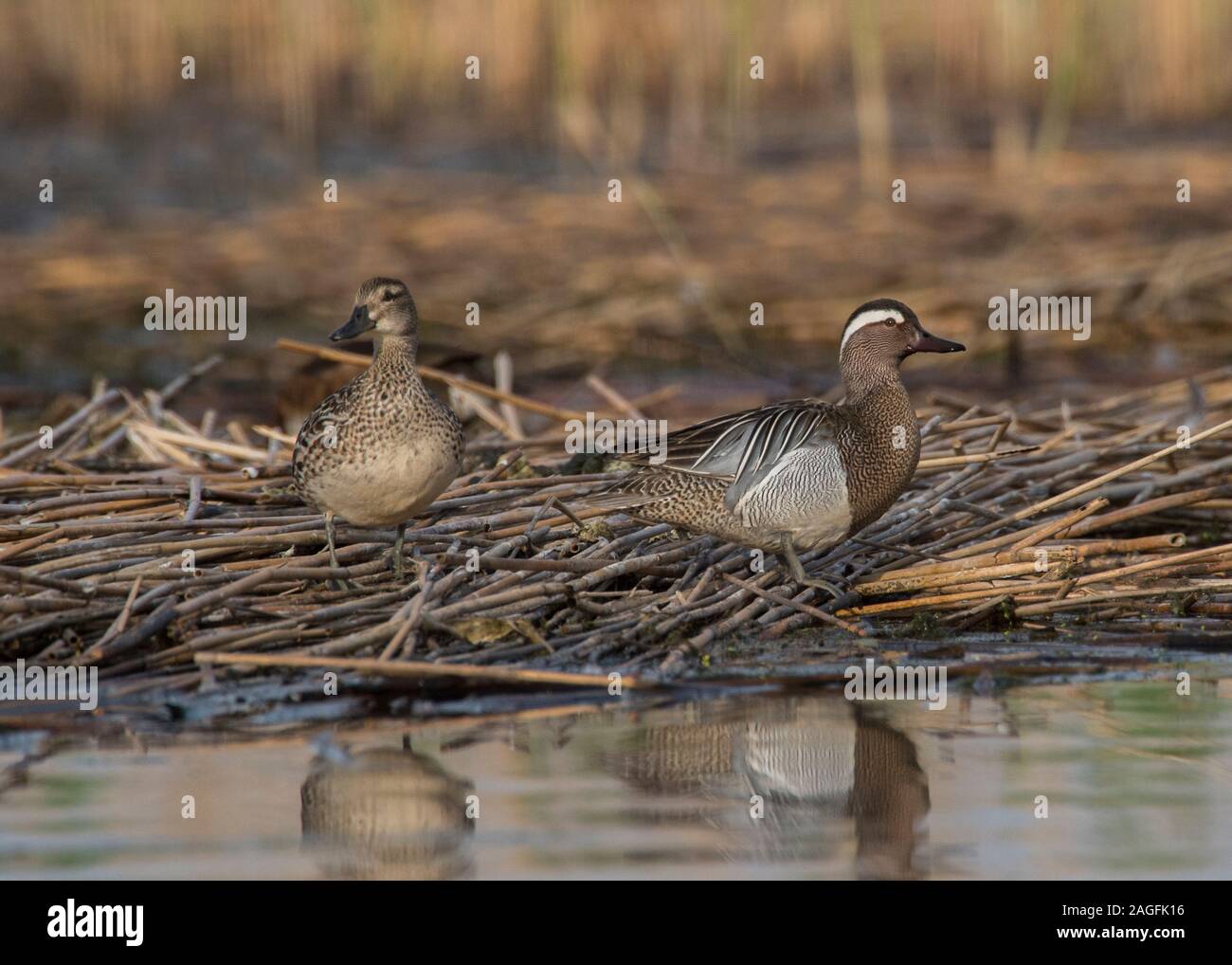 Garganey female duck hi-res stock photography and images - Alamy