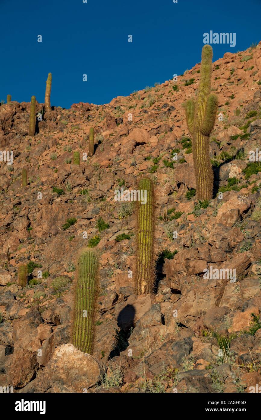 Guatin canyon with many huge cactus under blue sky Stock Photo - Alamy