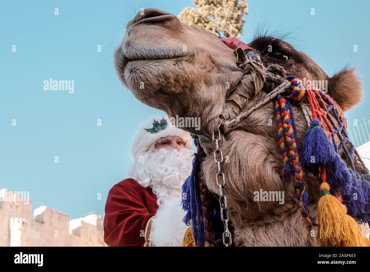 Israel jerusalem cypress tree in hi-res stock photography and images ...