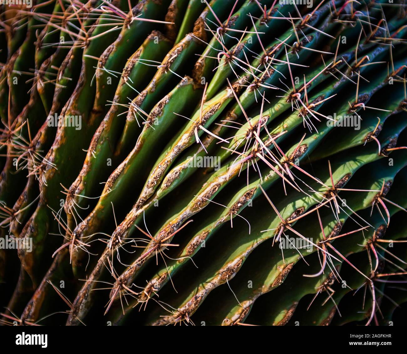 Cool background of a green cactus plant - great for background or ...