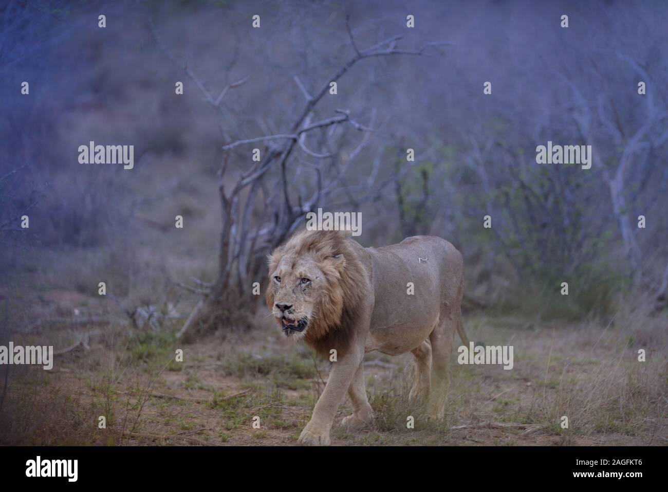 Selective focus shot of a lion walking around protecting his territory ...