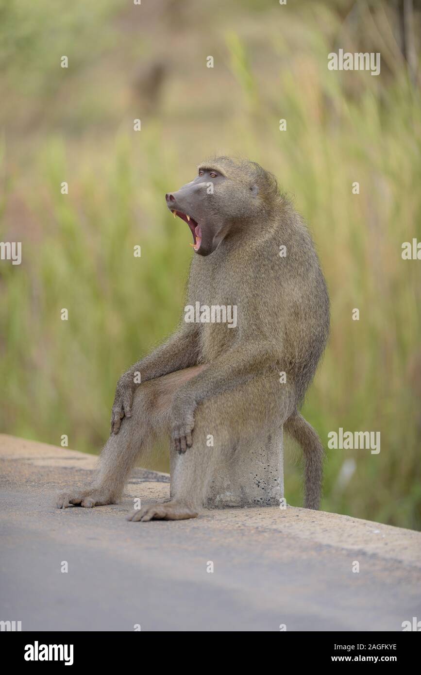 Vertical shot of a baboon sitting on a rock yawning on the side of the ...
