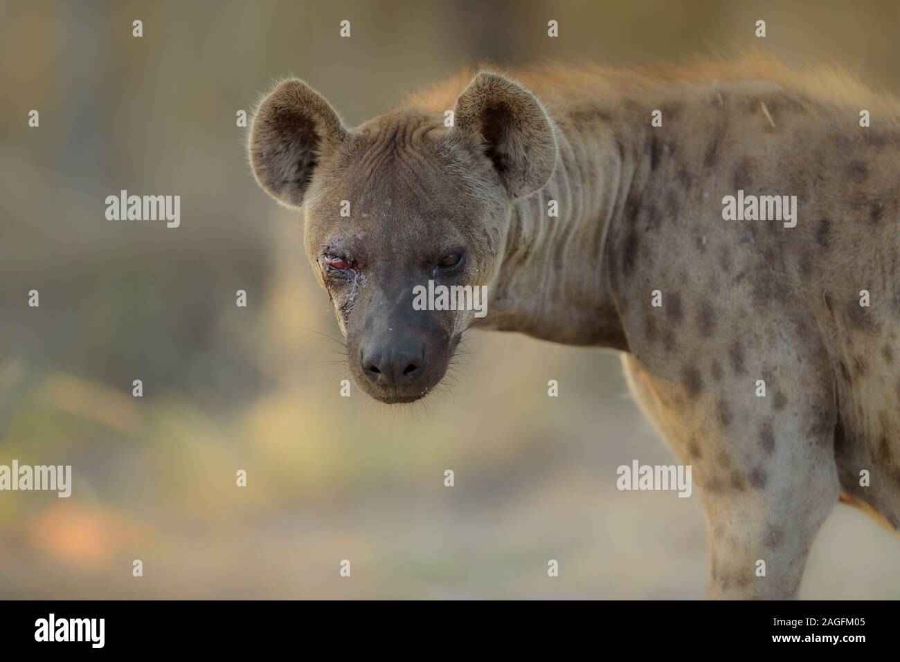 Closeup shot of a hyena with its one eye injured and bleeding Stock ...
