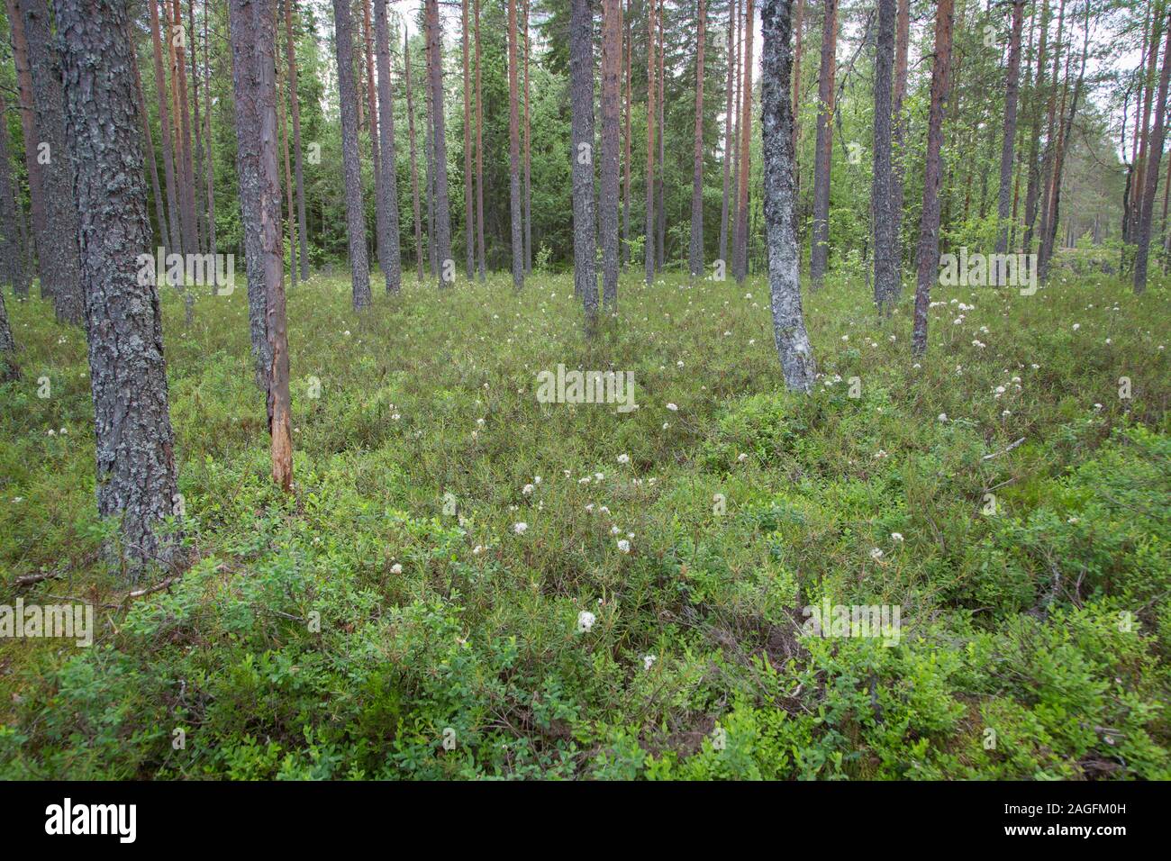 Finnish or Scandinavian forest view with trees and wood Stock Photo - Alamy