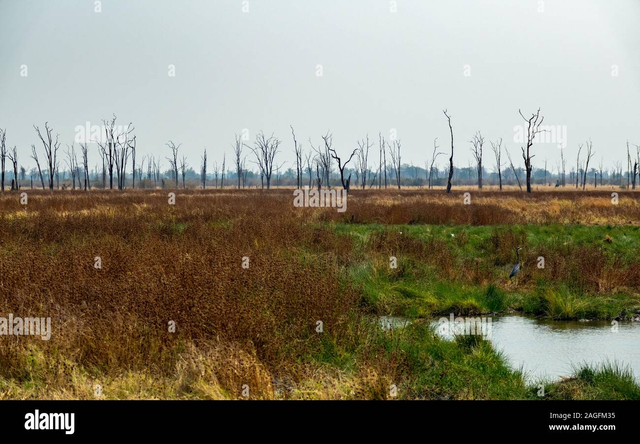 Dry terrain under the hot sun with dead trees Stock Photo - Alamy