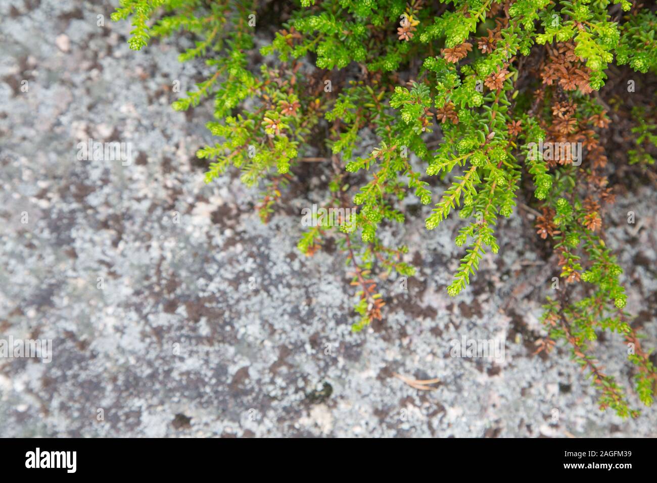 Rock surface with green vegetation showing Stock Photo - Alamy