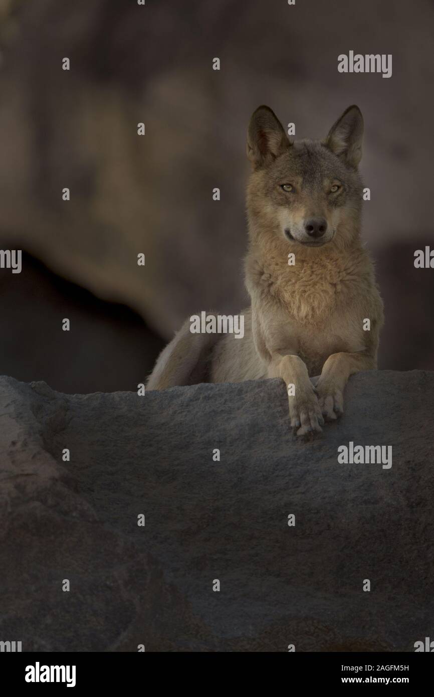 Wolf rock illustration hi-res stock photography and images - Alamy