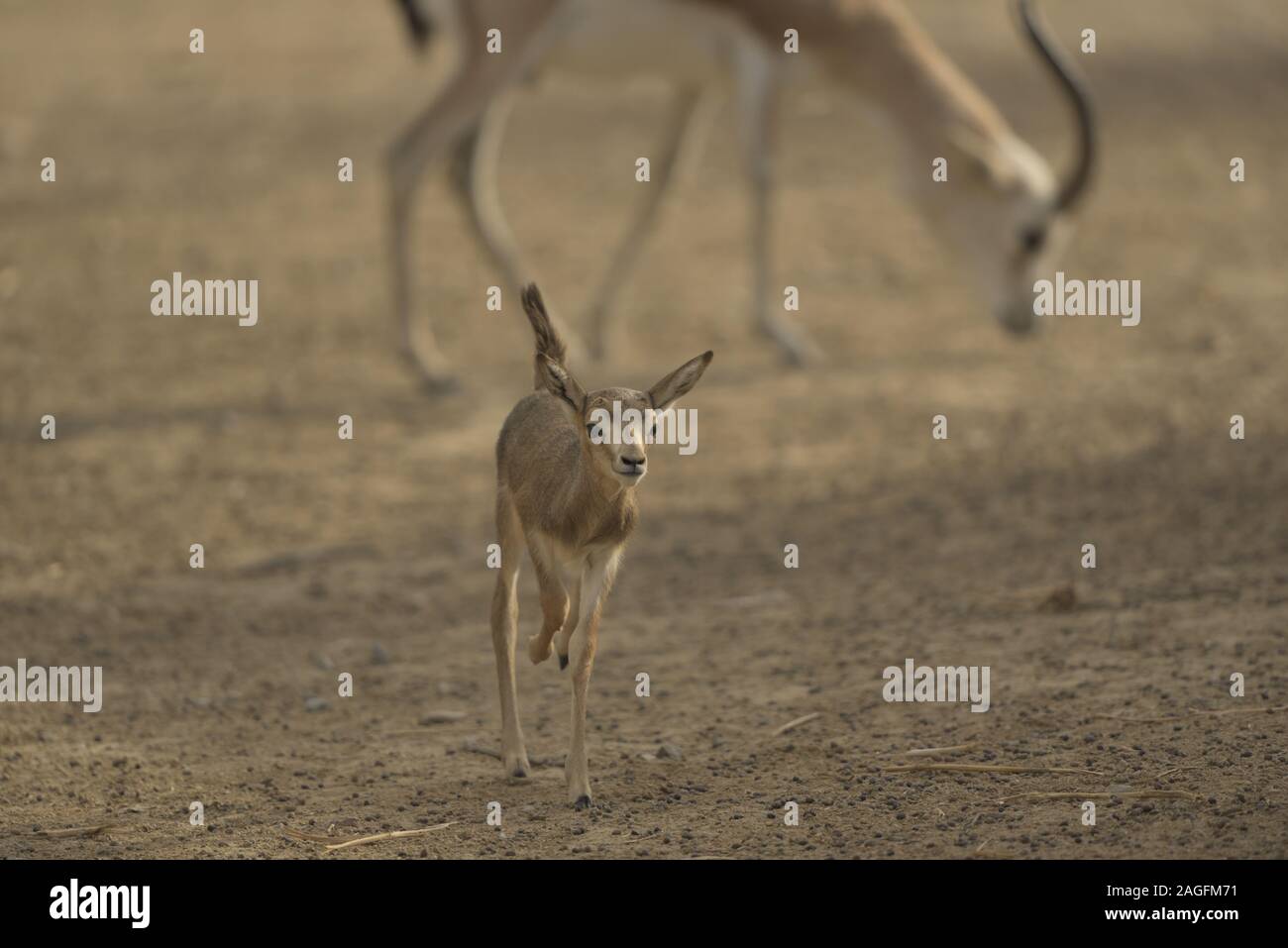 Baby deer walking with a blurred background Stock Photo - Alamy