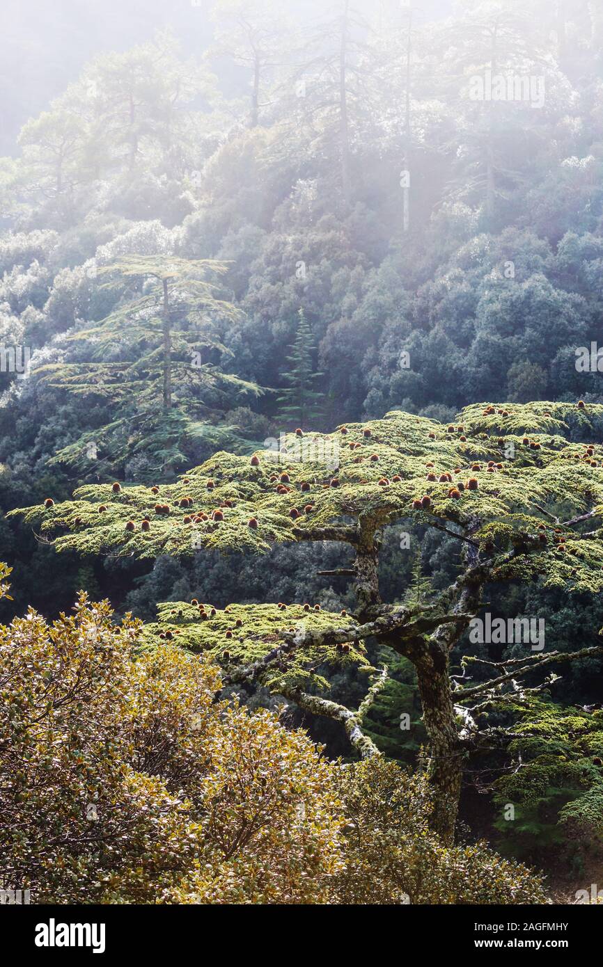 Green cedar trees in Cyprus mountains Stock Photo - Alamy