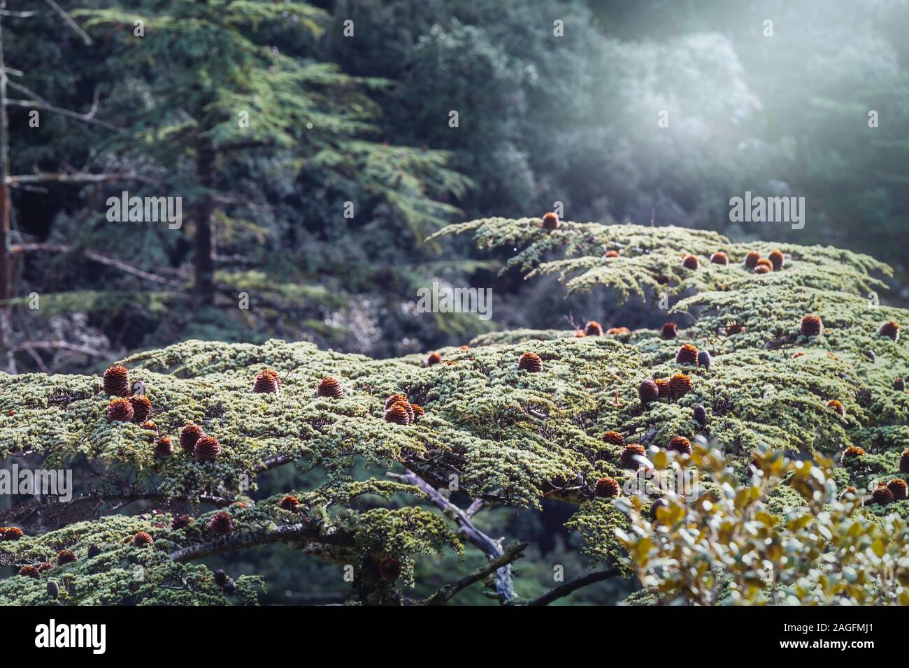 Cyprus cedar trees hi-res stock photography and images - Alamy