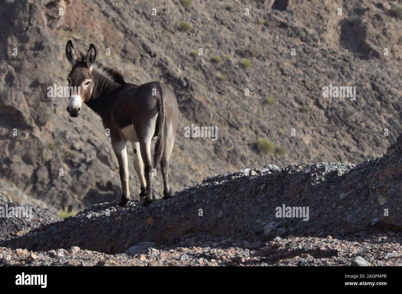 Donkey in a desert hi-res stock photography and images - Alamy