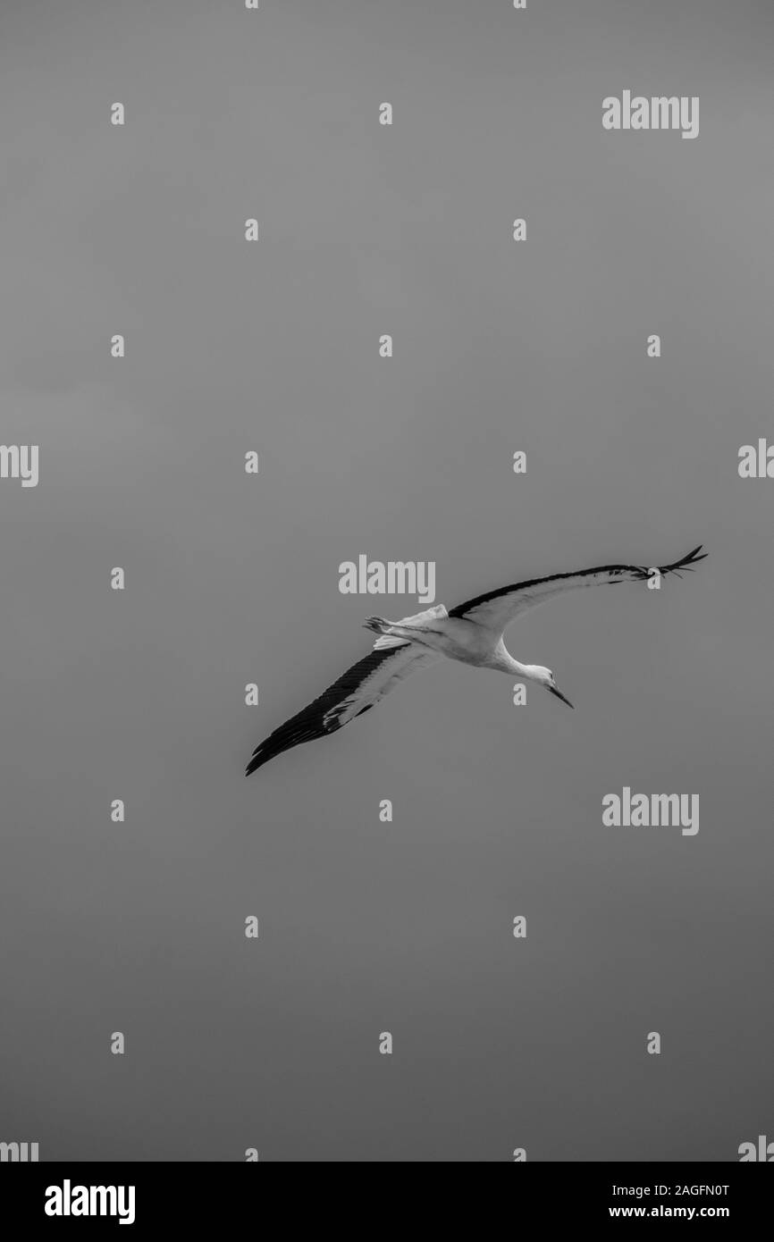 Flying stork baby bird Black and White Stock Photos & Images - Alamy