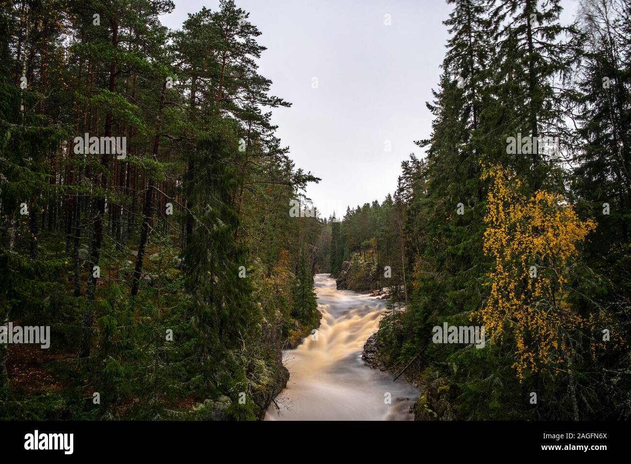 Foamy river rushing through the forest with dense trees Stock Photo - Alamy