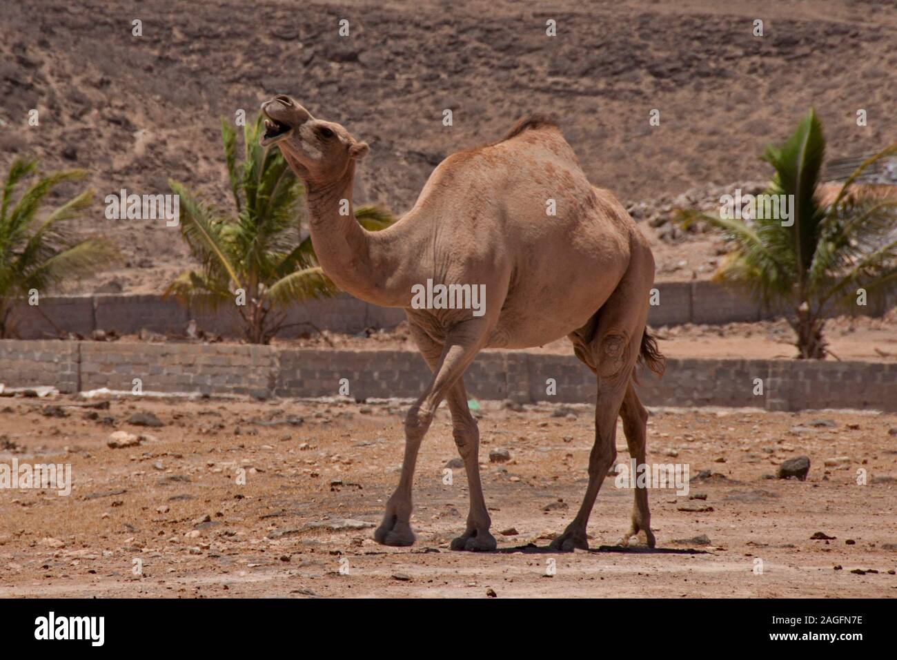 A happy camel in Salalah, Oman Stock Photo - Alamy