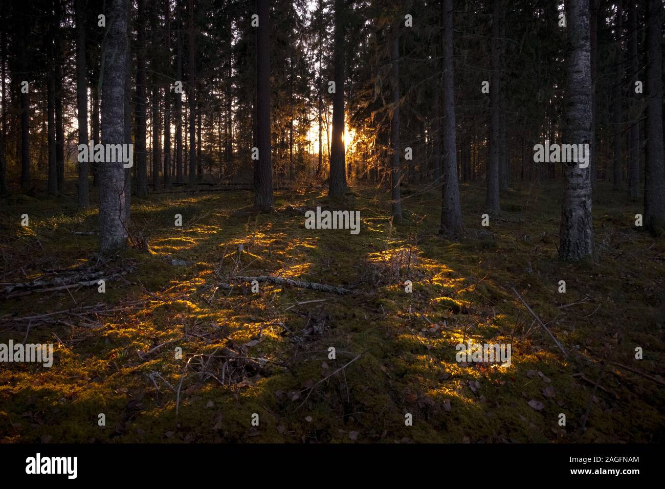 Rays of the sun illuminating the dark forest with tall trees Stock ...