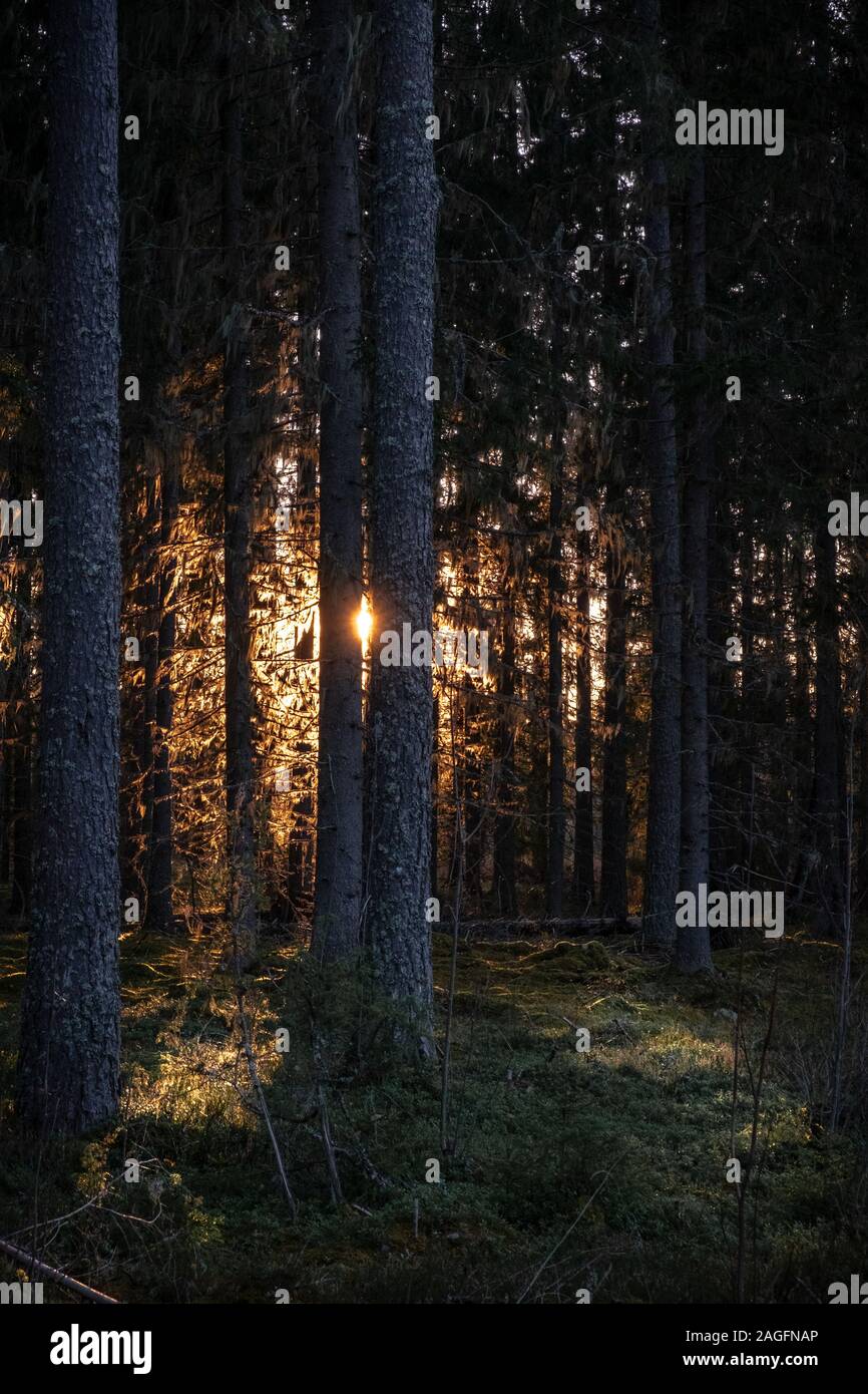 Vertical shot of the rays of the sun illuminating the dark forest with ...