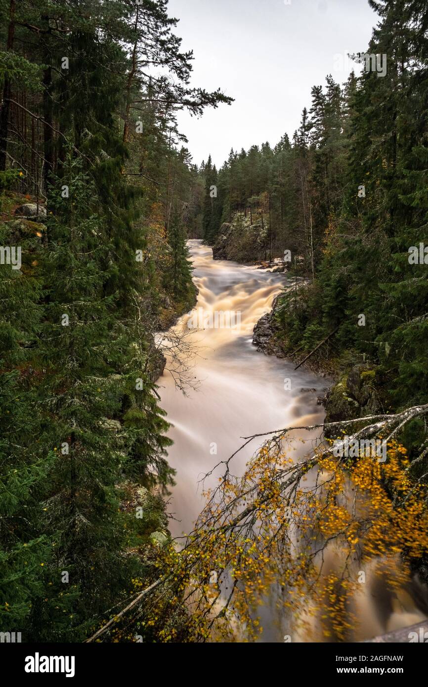 Vertical shot of the foamy river rushing through the forest with dense ...