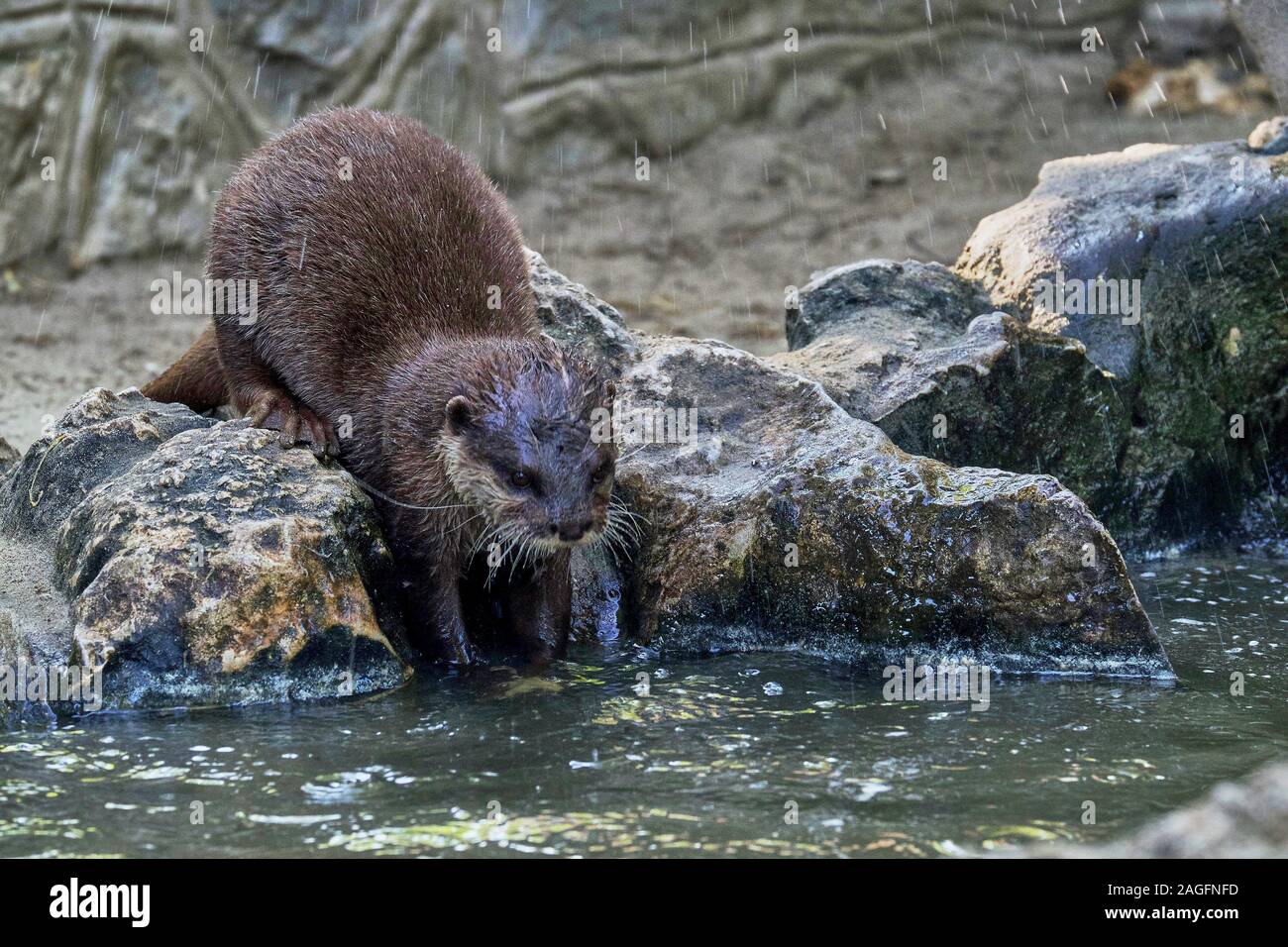 Closeup shot of a cute North American river otter drinking water in the ...