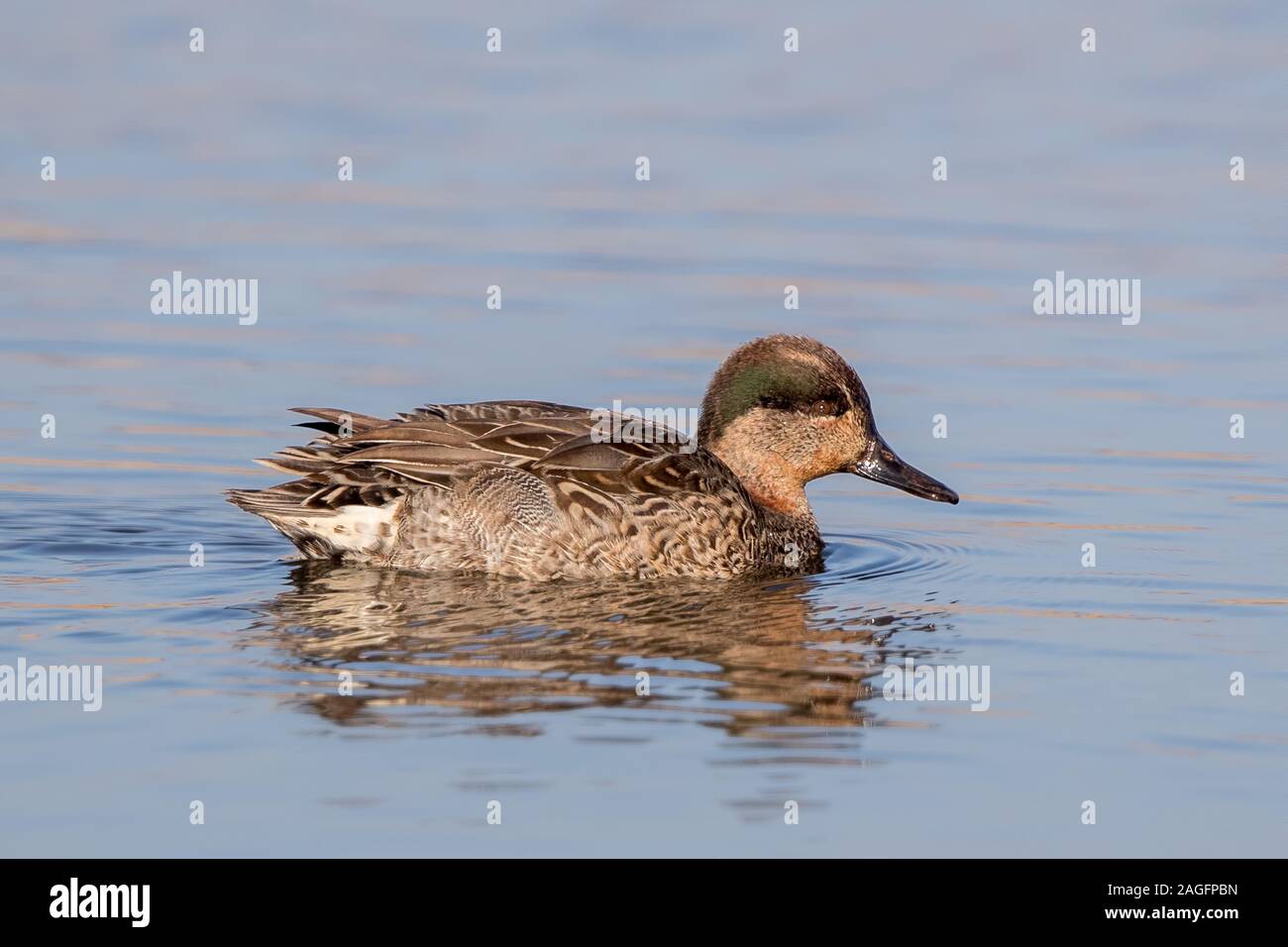Teal tail hi-res stock photography and images - Alamy