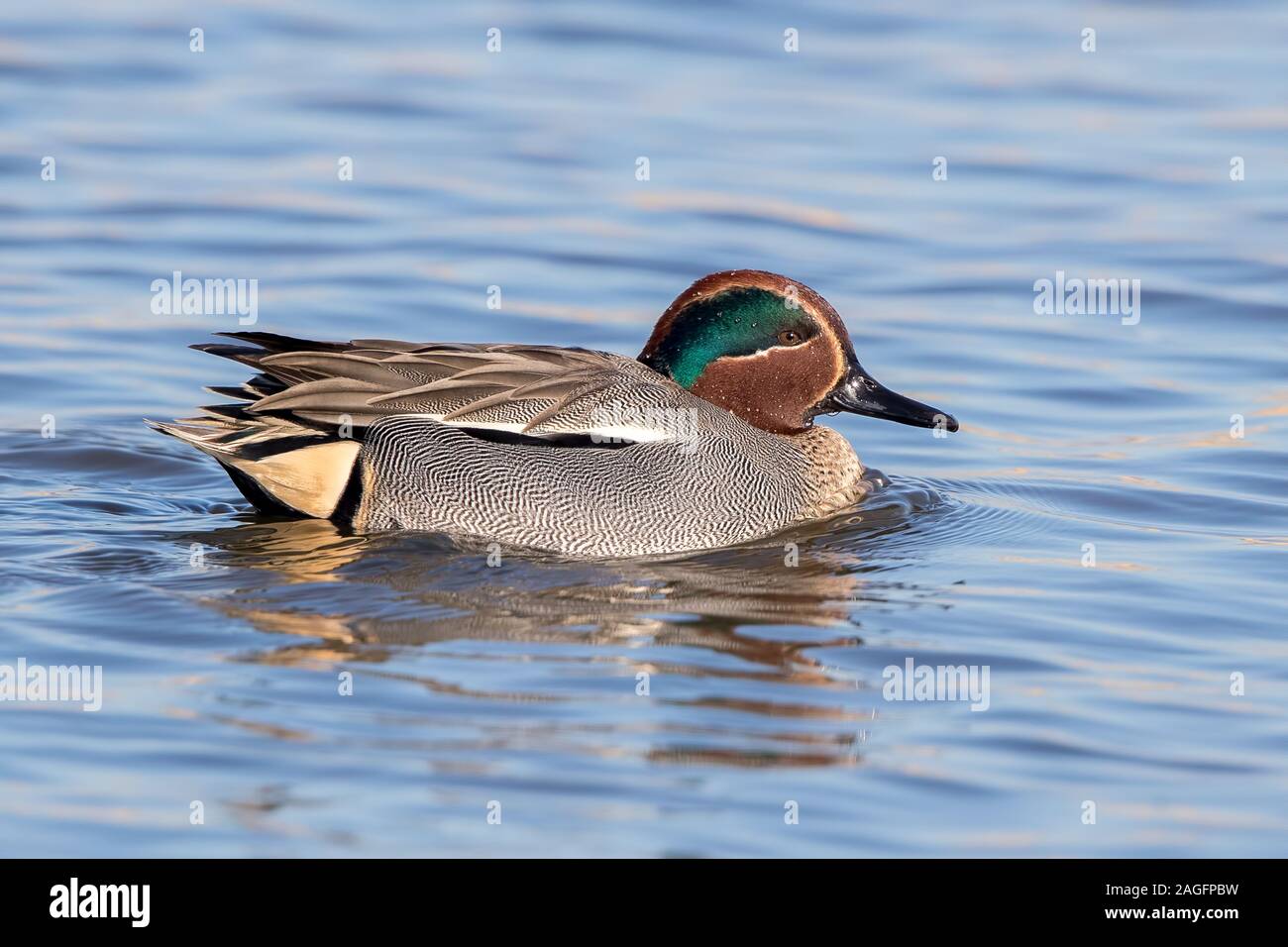 Teal tail hi-res stock photography and images - Alamy