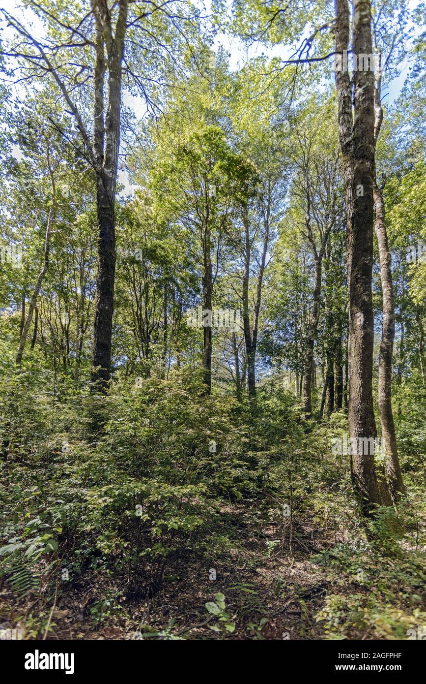 Vertical shot of the sun shining over a forest full of high rise trees ...