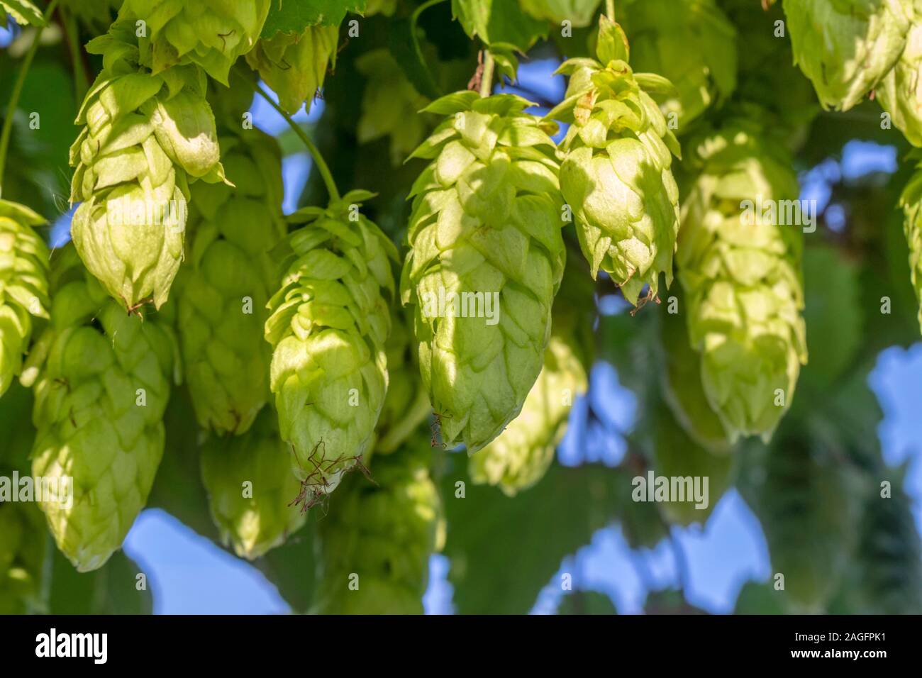 Ingredient agriculture hi-res stock photography and images - Alamy