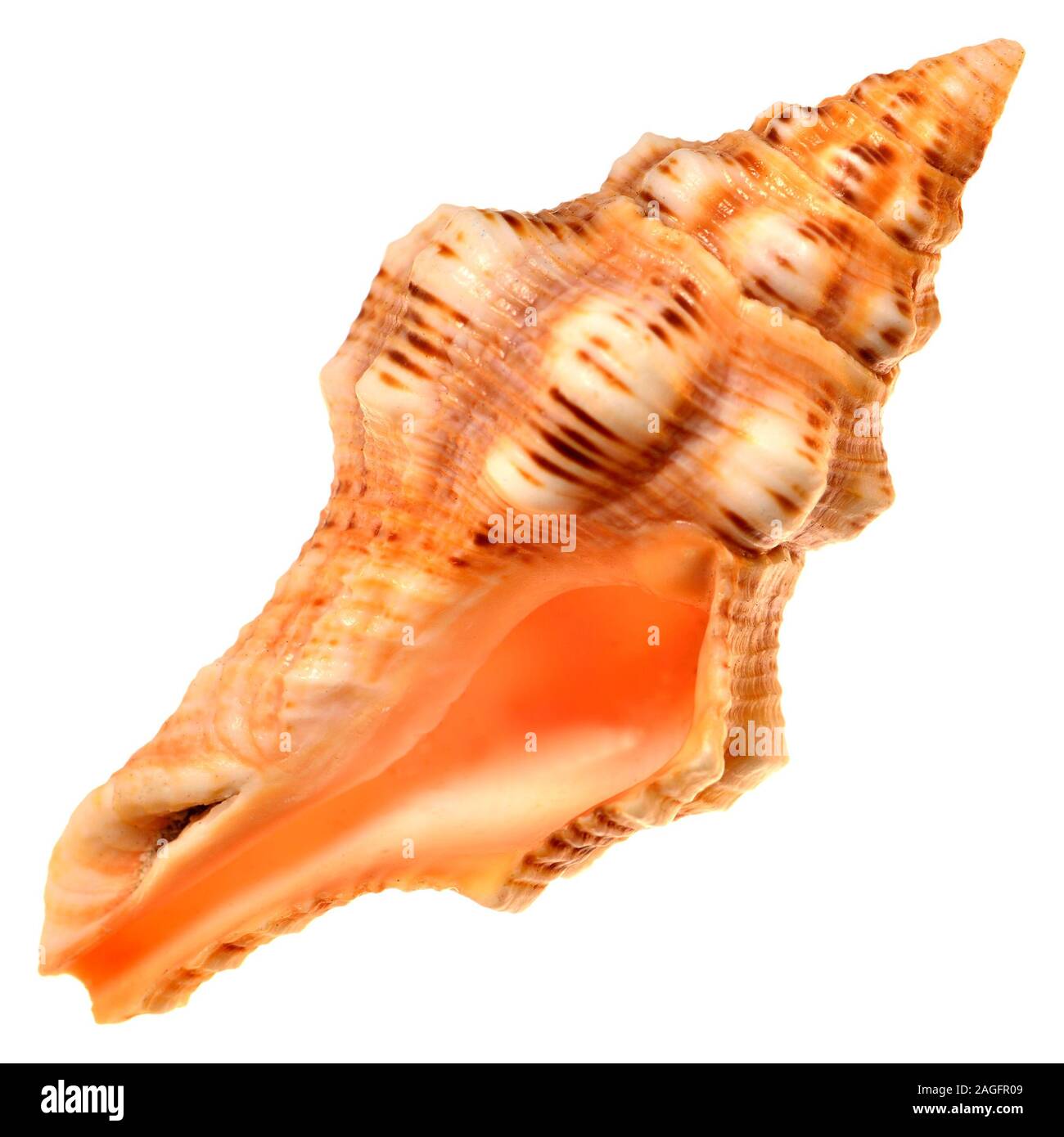 Barclays latirus shell hi-res stock photography and images - Alamy