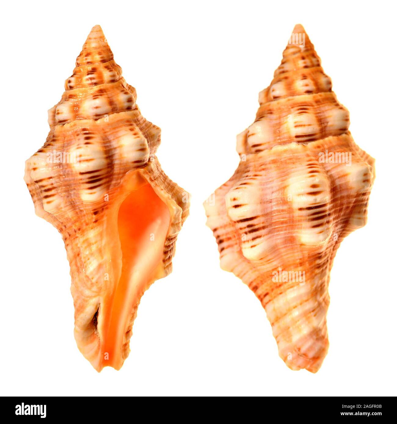 Barclay's Latirus shell (Latirus barclayi) 6.5cm Stock Photo - Alamy