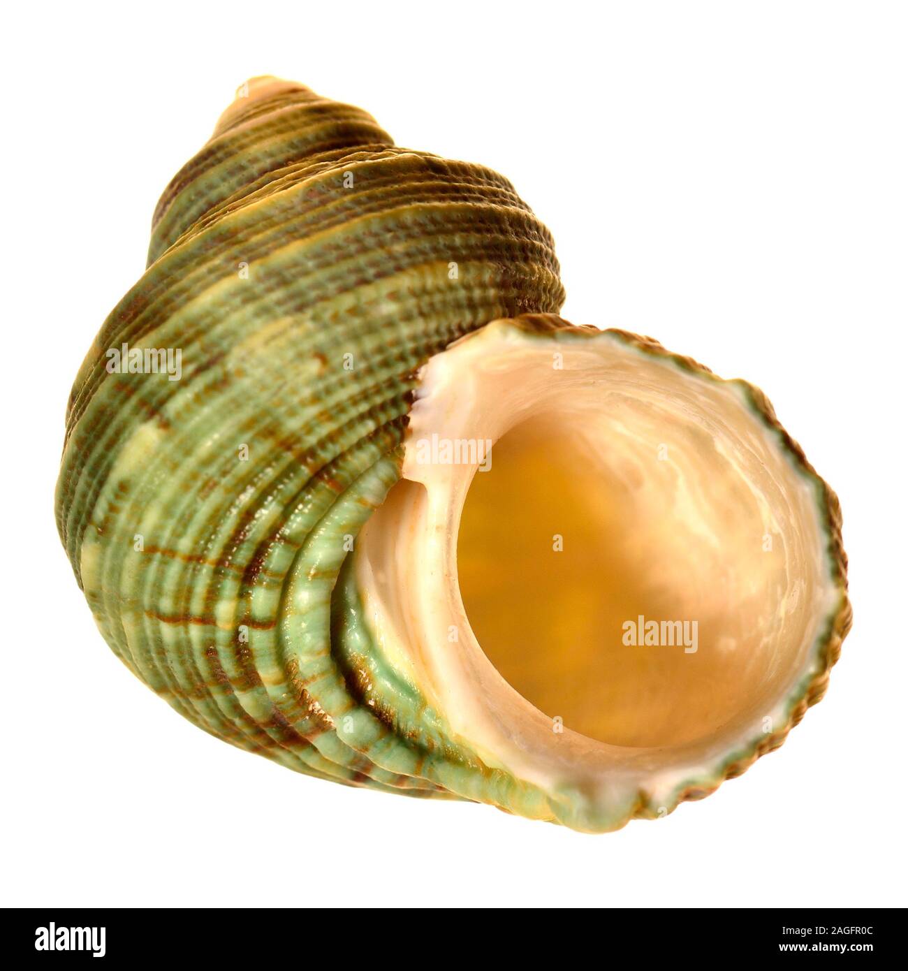 Green Turban High Resolution Stock Photography and Images - Alamy