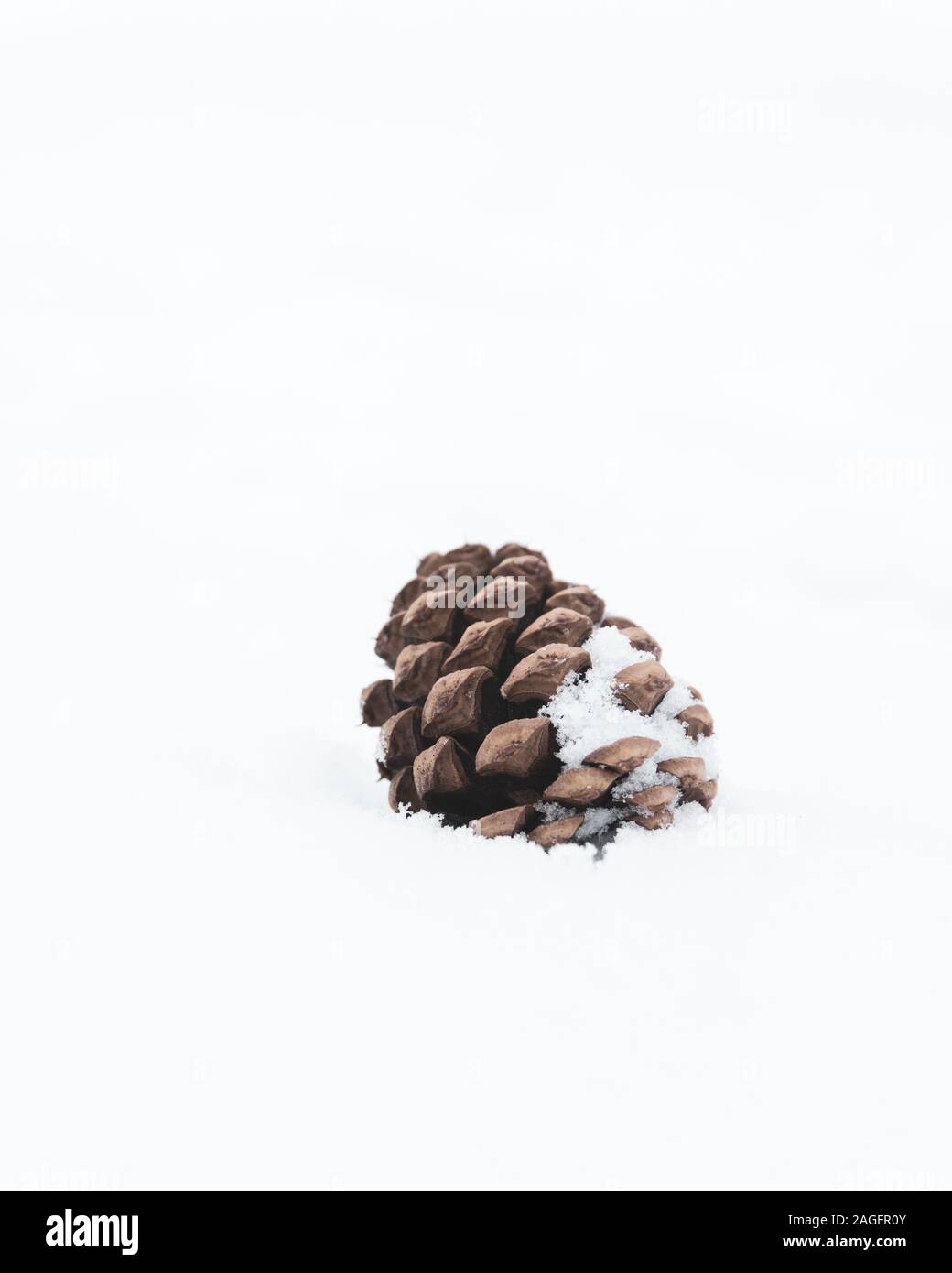 Christmas tree falling snow Cut Out Stock Images & Pictures - Alamy